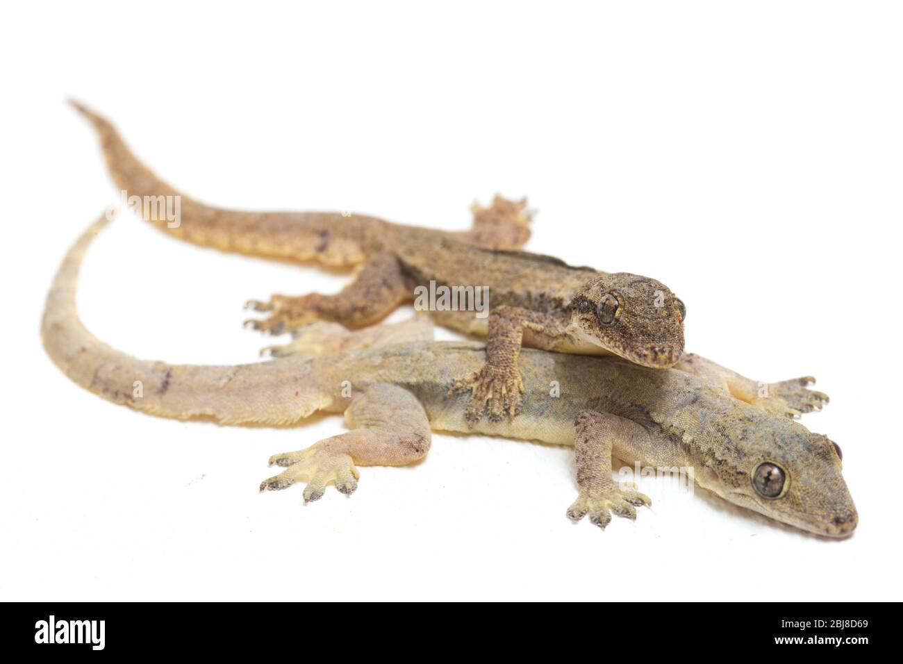 Baby common wall lizard hi-res stock photography and images - Alamy