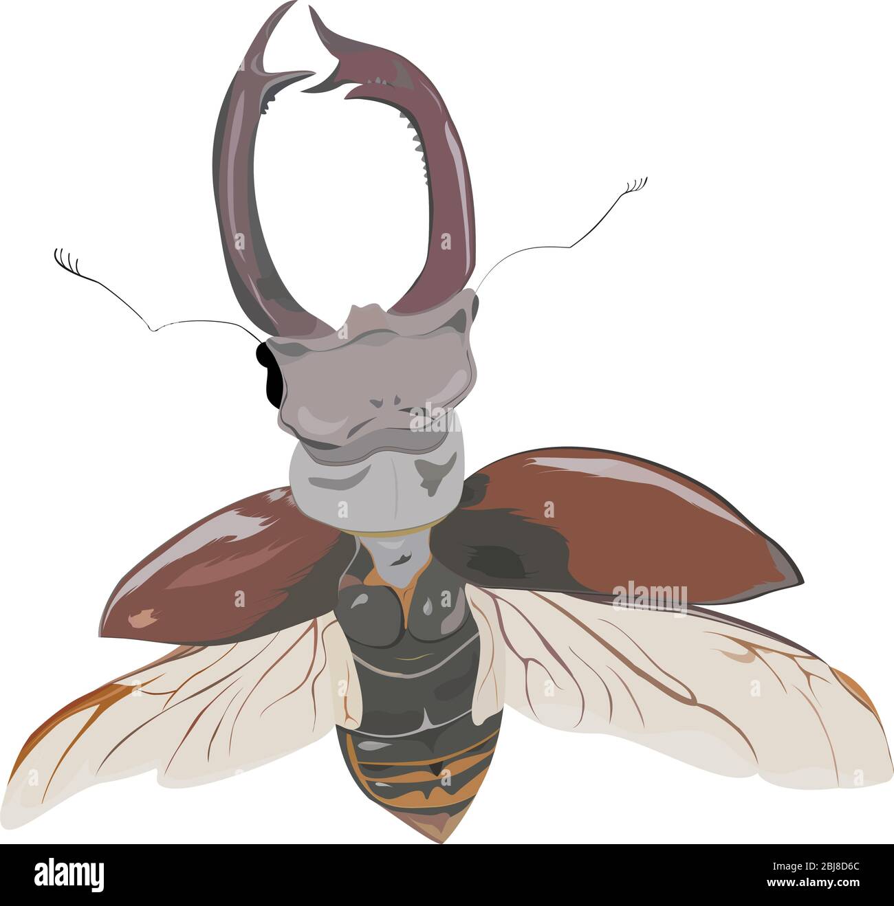 isolated rare stag-beetle in fly on white background Stock Vector Image ...