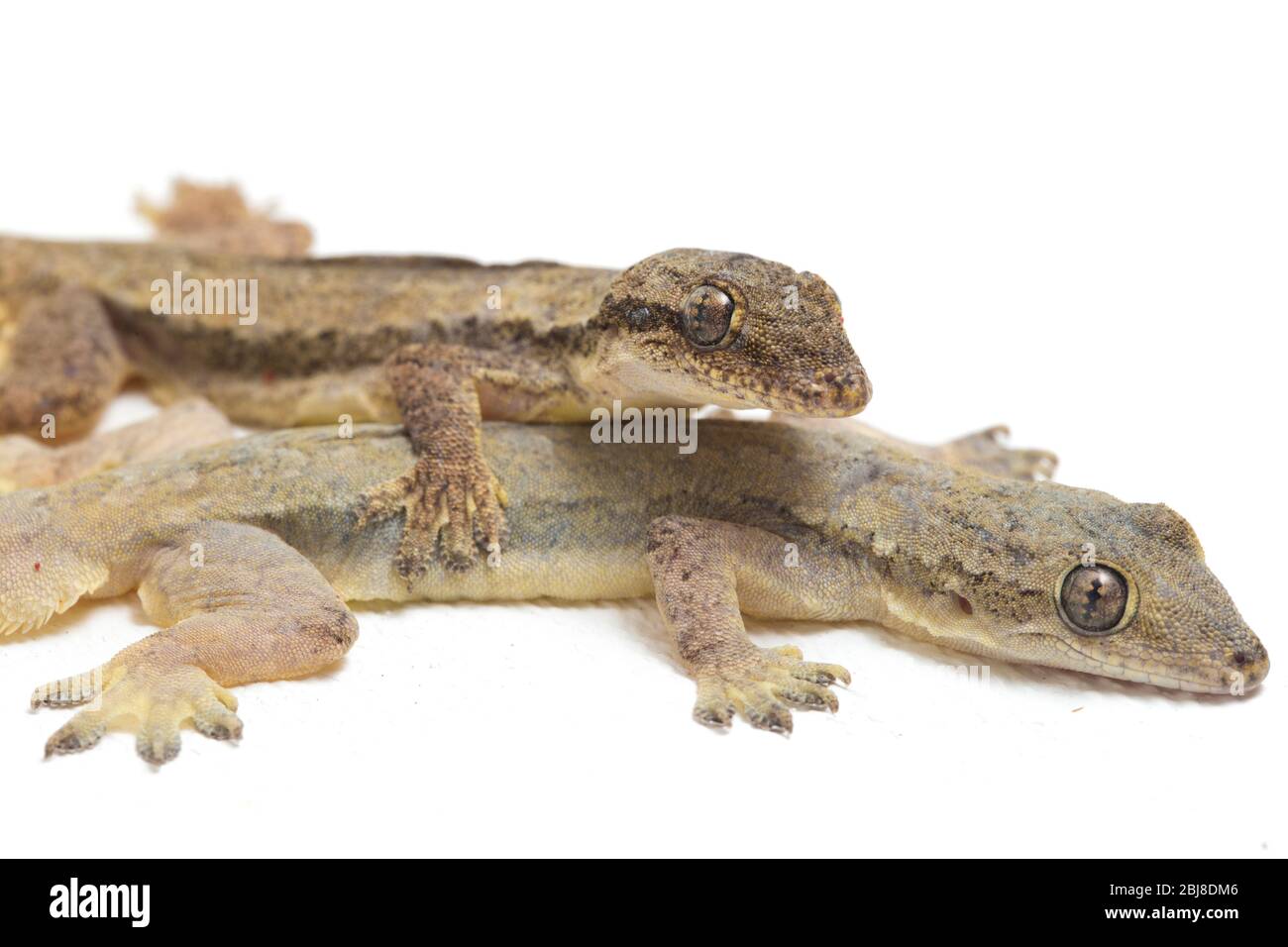 Asian House lizard (hemidactylus) or common gecko isolated on white ...