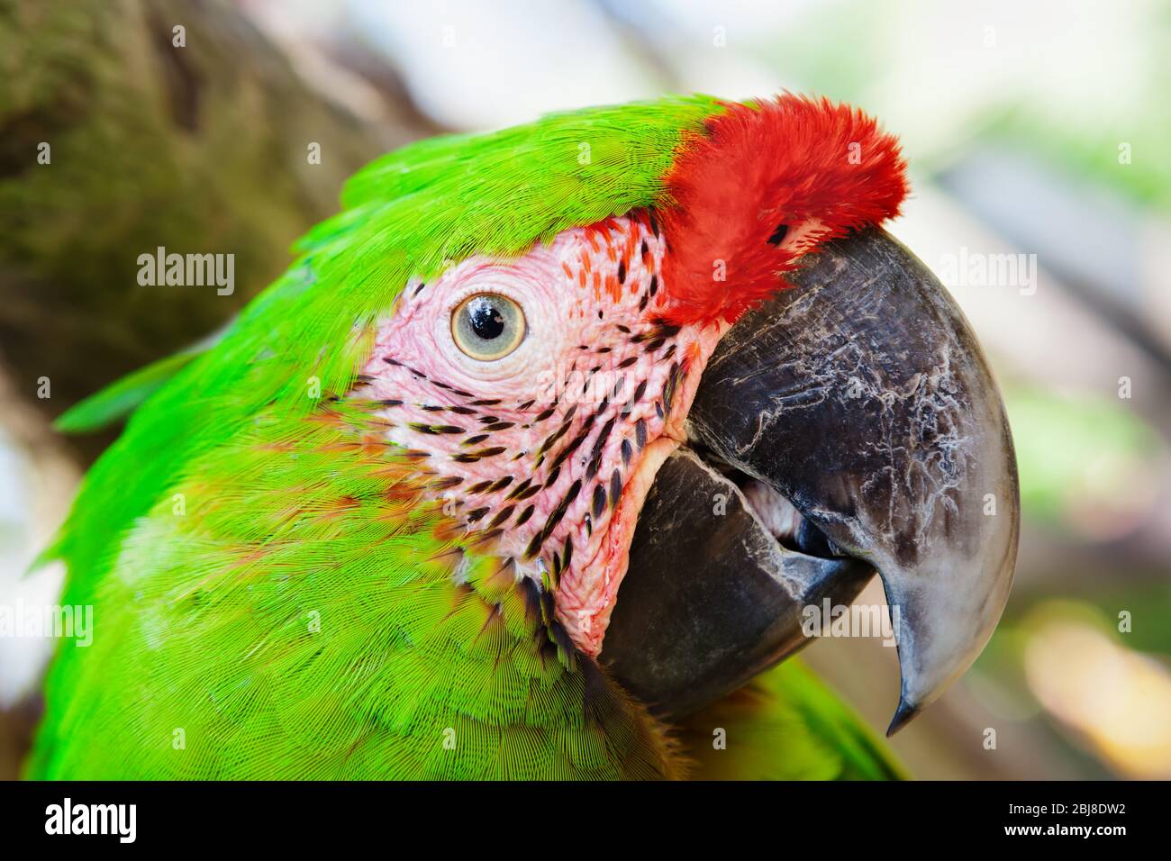 Green macaw parrot. Side view of wild ara parrot head on jungle ...