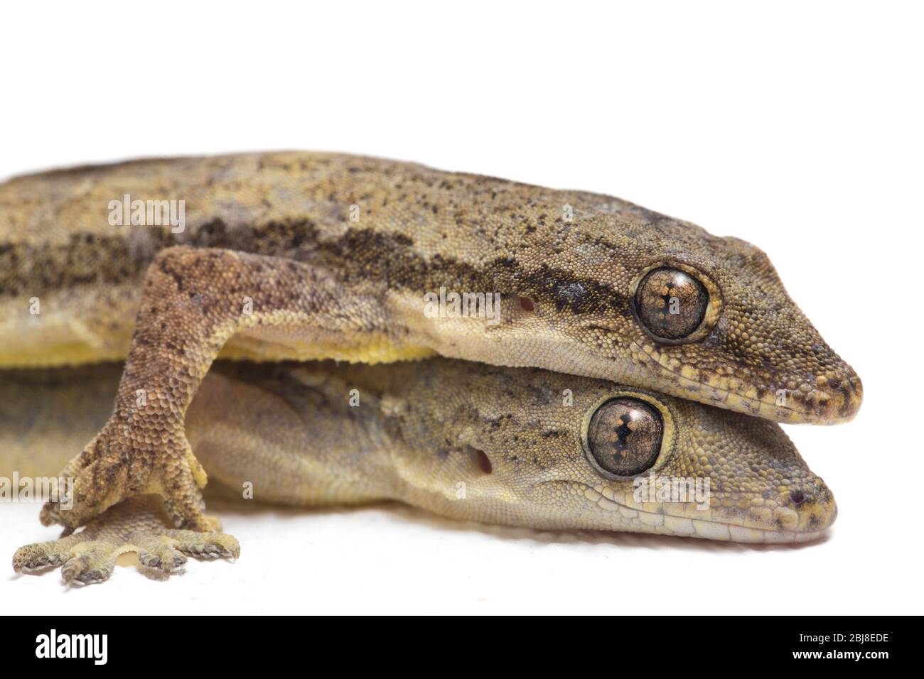 Asian House lizard (hemidactylus) or common gecko isolated on white ...