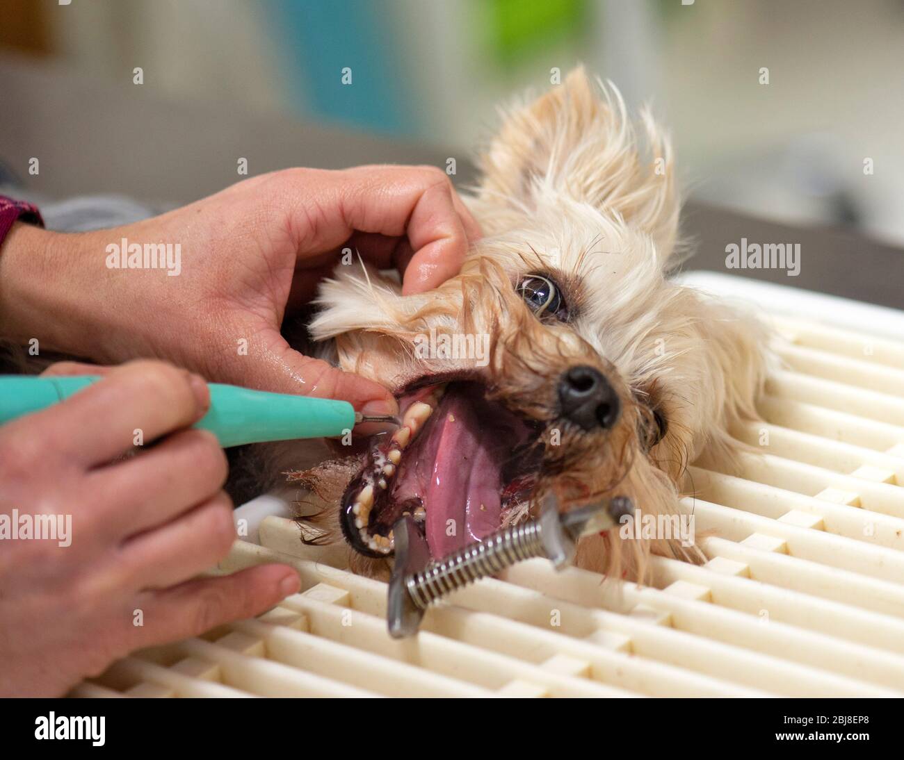 tartar removal for a old yorkshire terrier by a vet Stock Photo - Alamy