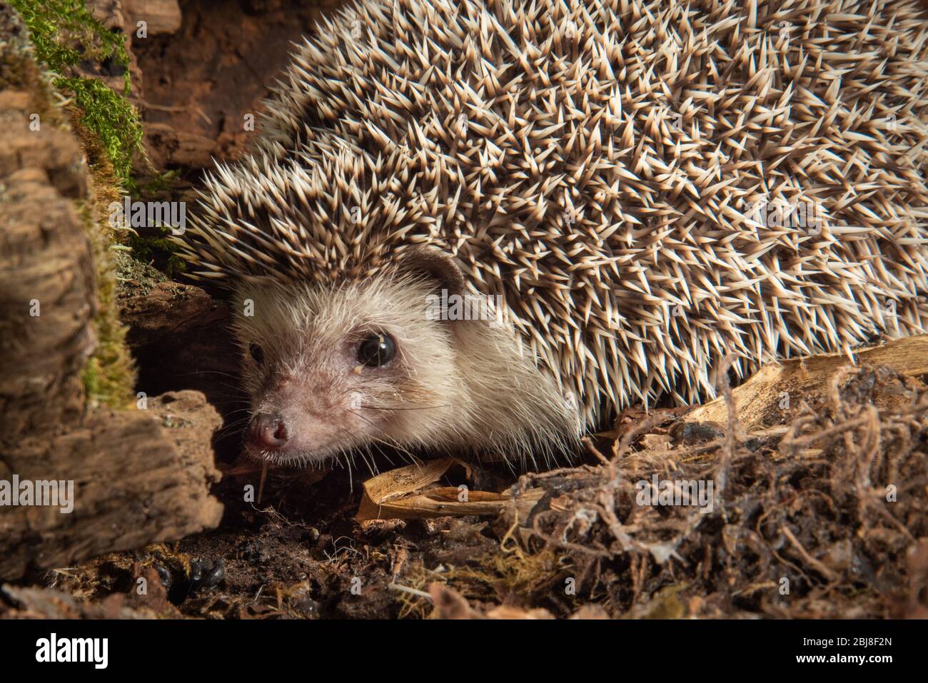A hedge, Erinaceinae, close up half length portrait. It is foraging ...