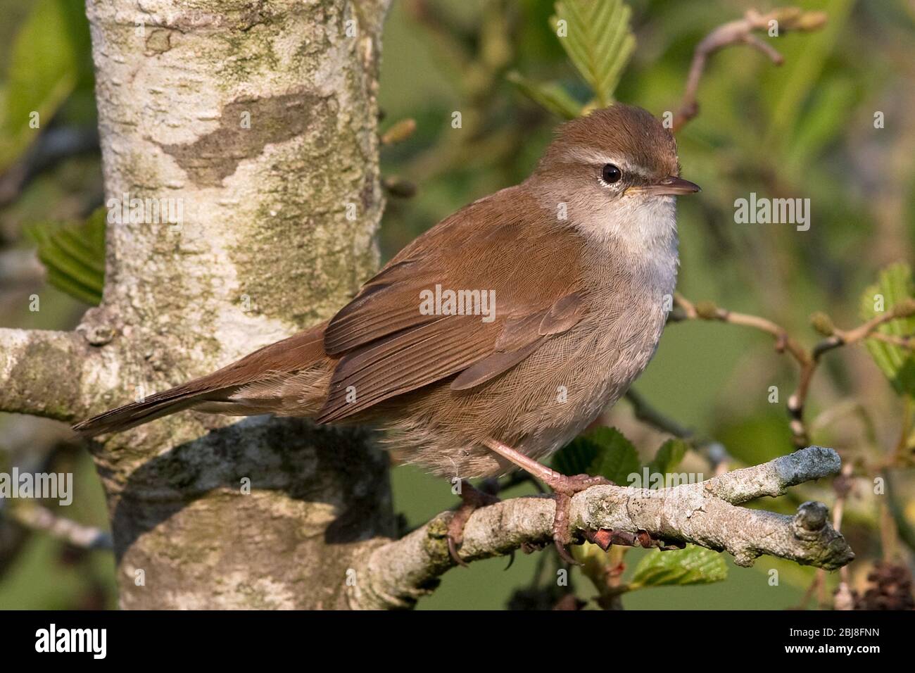 Cetti's Warbler (Cettia cetti Stock Photo - Alamy