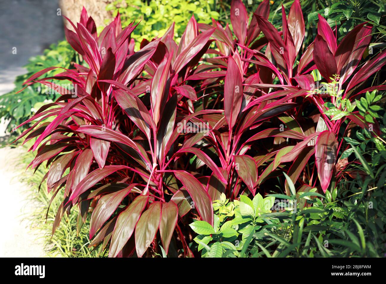 Tropical bushes in exotic forest Stock Photo - Alamy