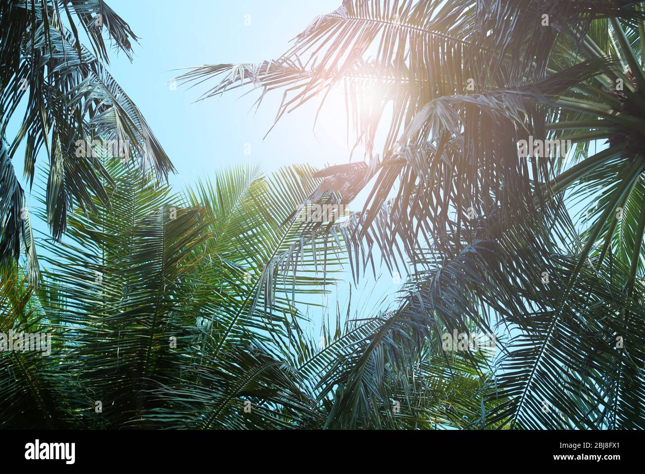 Tropical trees in exotic forest Stock Photo - Alamy