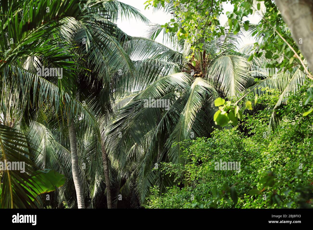Tropical trees in an exotic forest Stock Photo - Alamy