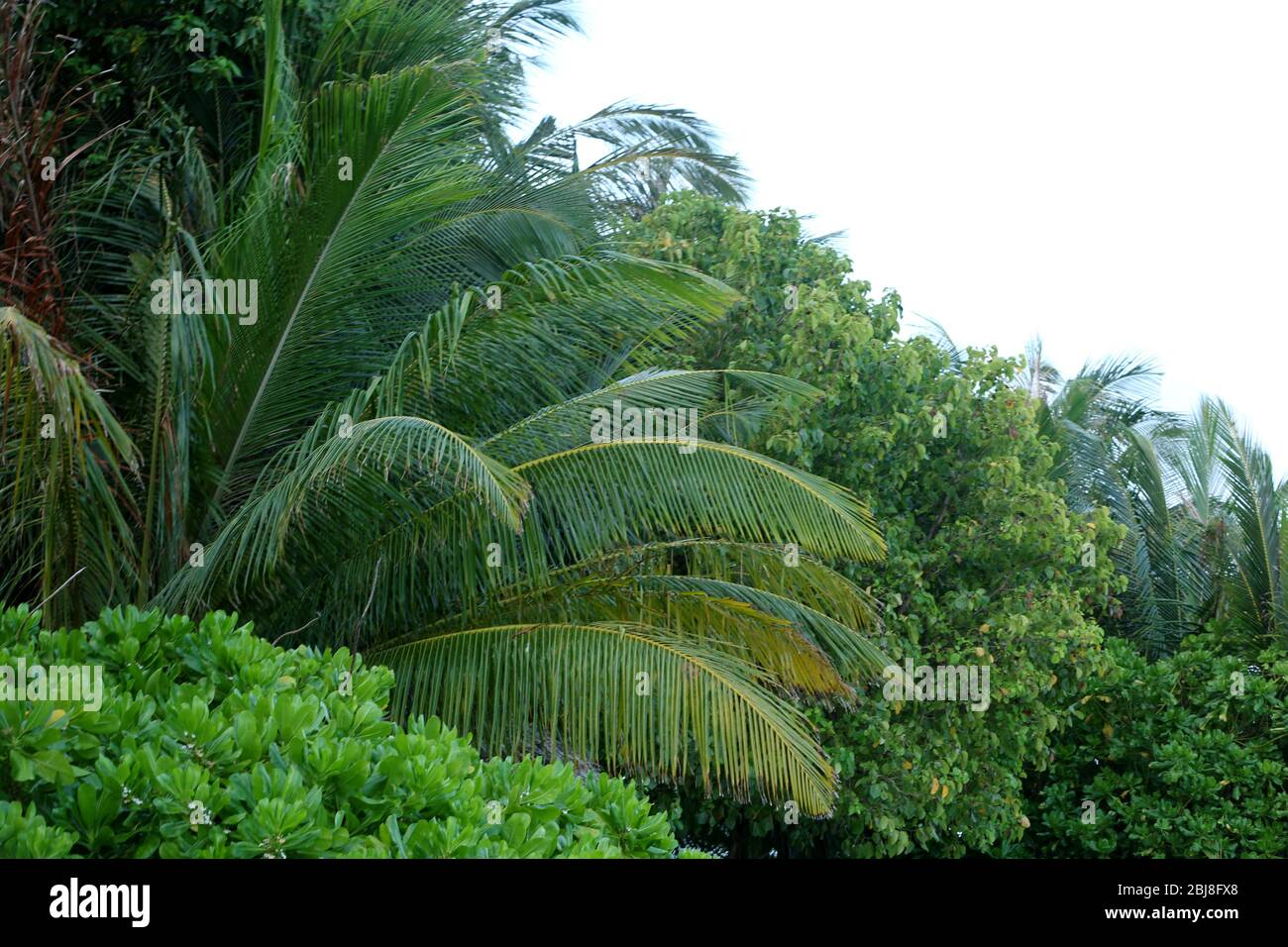 Tropical trees from exotic forest Stock Photo - Alamy