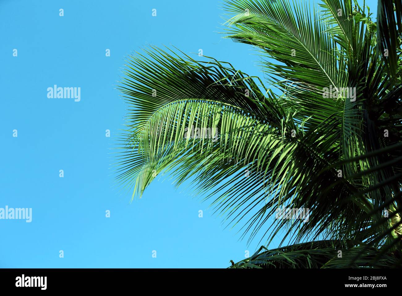 Tropical trees in exotic forest Stock Photo - Alamy