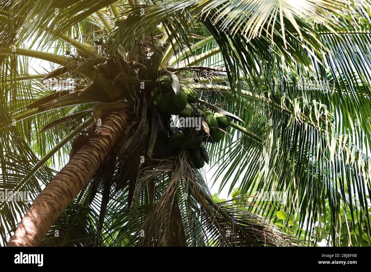 Tropical trees in exotic forest Stock Photo - Alamy