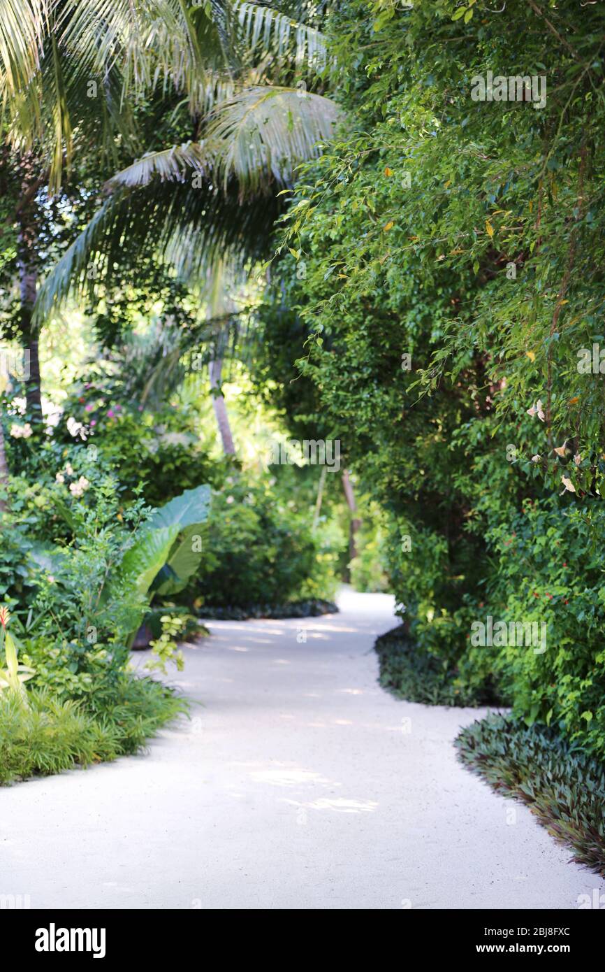Footpath leading to the tropical wood Stock Photo - Alamy