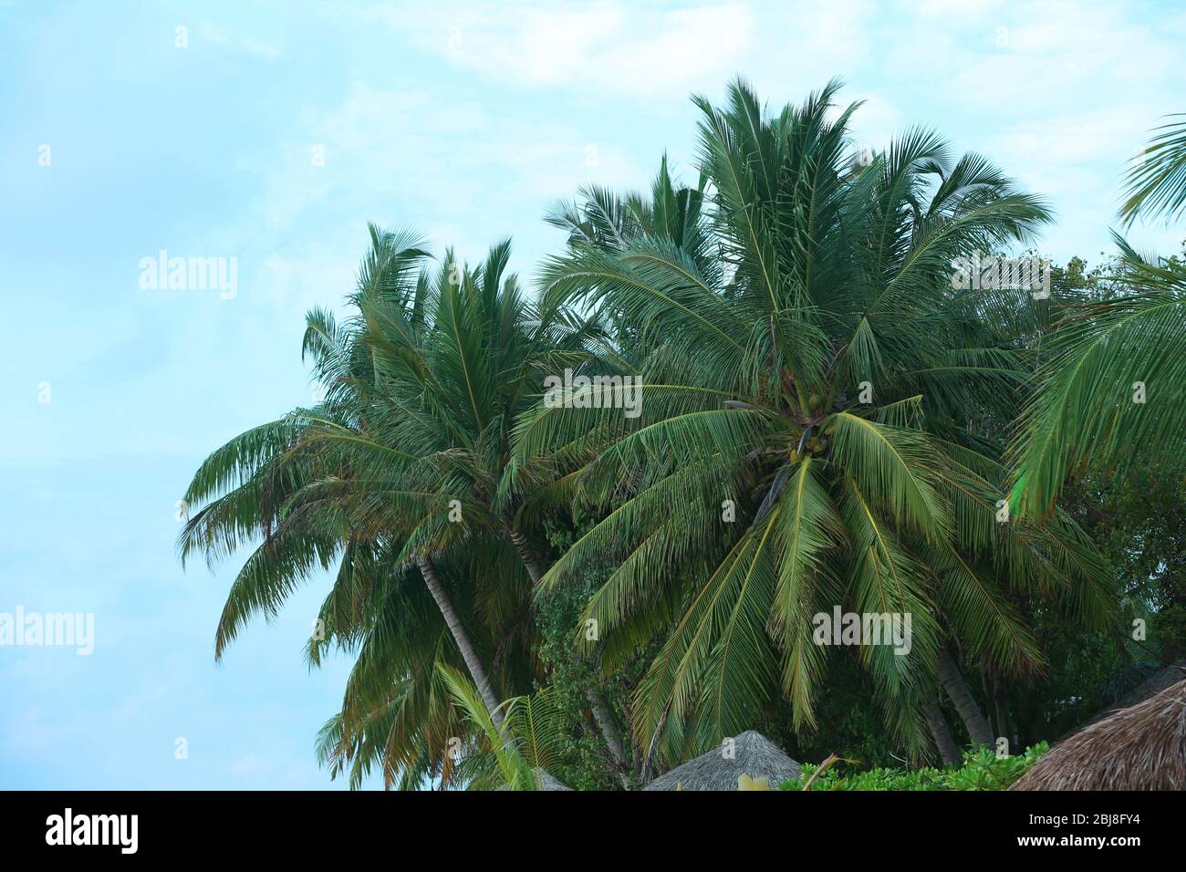Tropical trees and blue sky Stock Photo - Alamy
