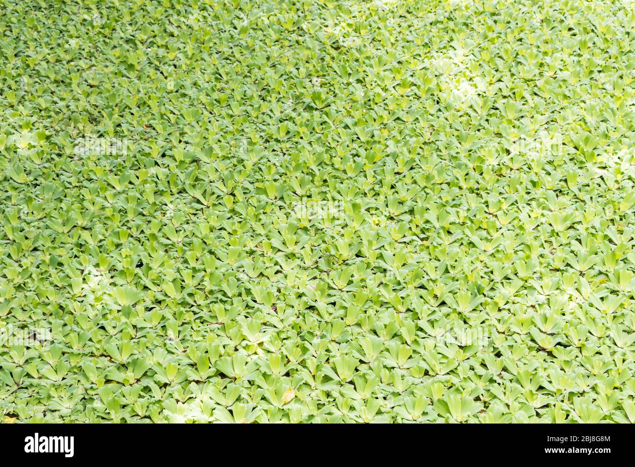 Texture of aquatic plants in a pond or river in the Perdana Botanical ...
