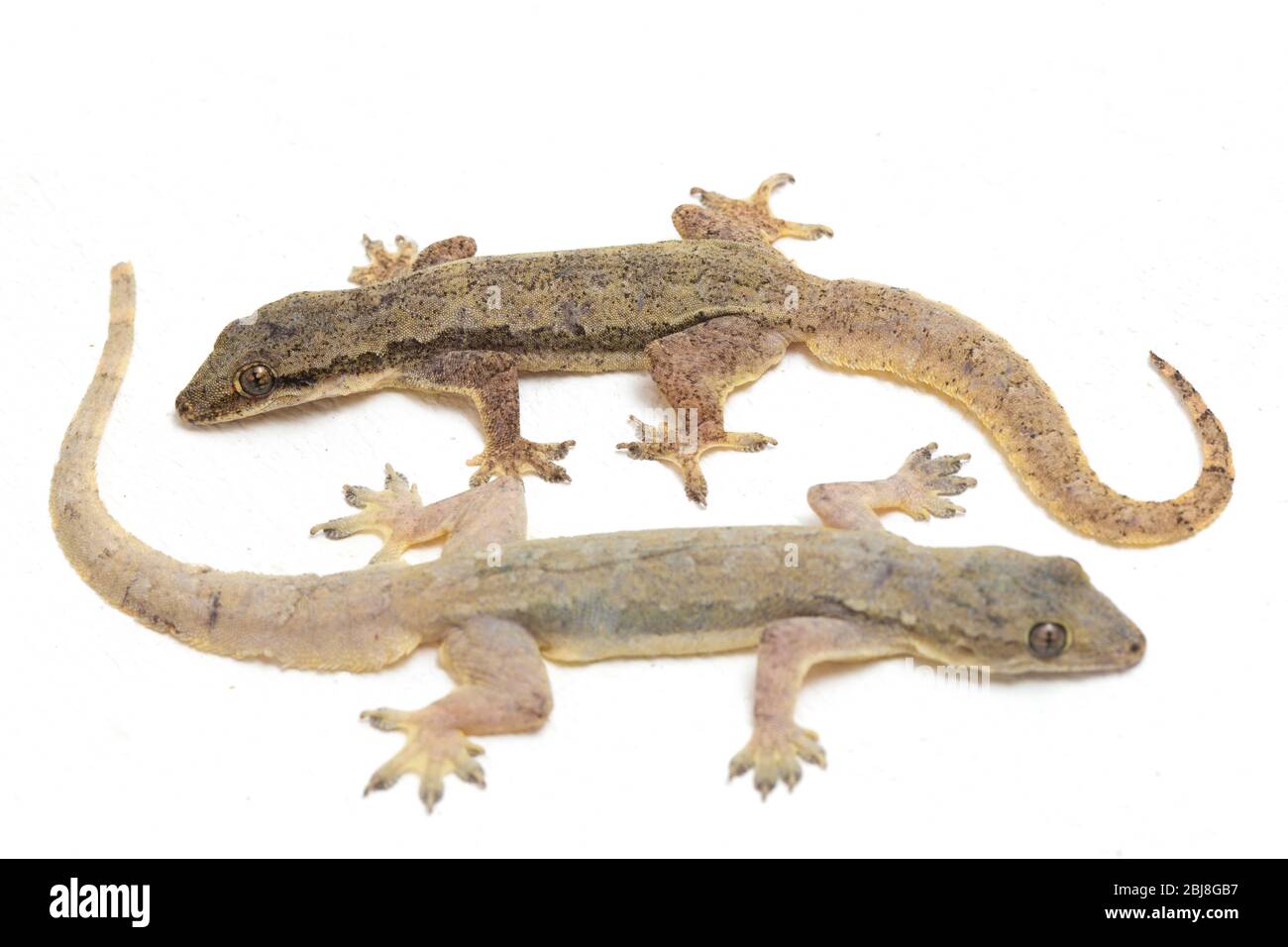 Asian House lizard (hemidactylus) or common gecko isolated on white ...