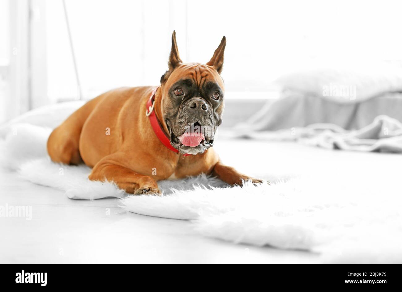 Boxer lying on floor hi-res stock photography and images - Alamy