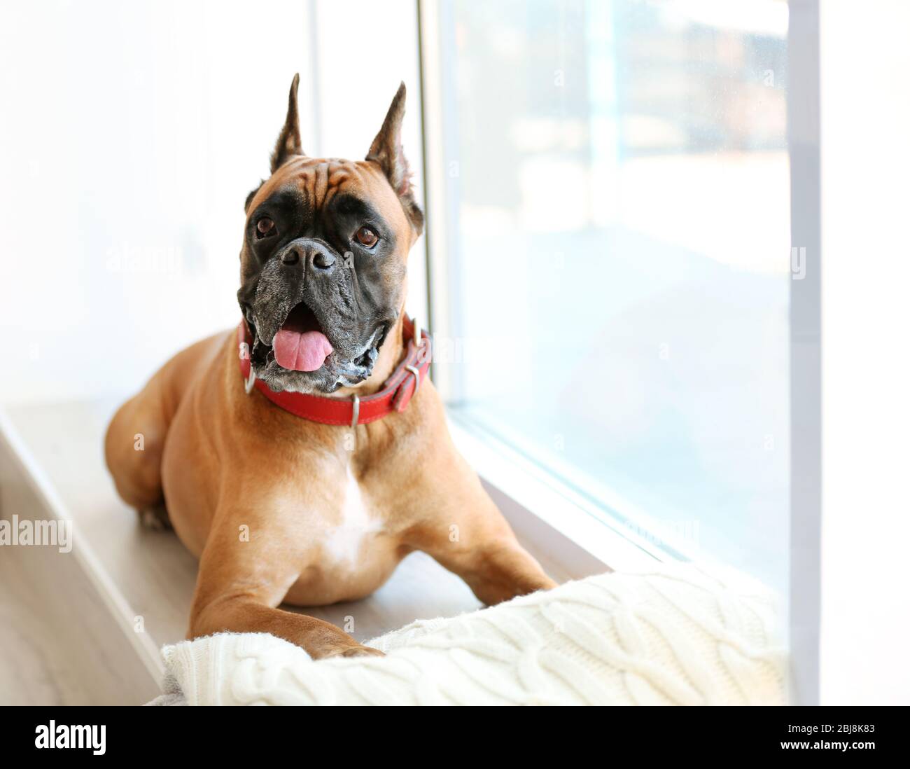 Boxer dog with pillow lying on a windowsill at home Stock Photo - Alamy