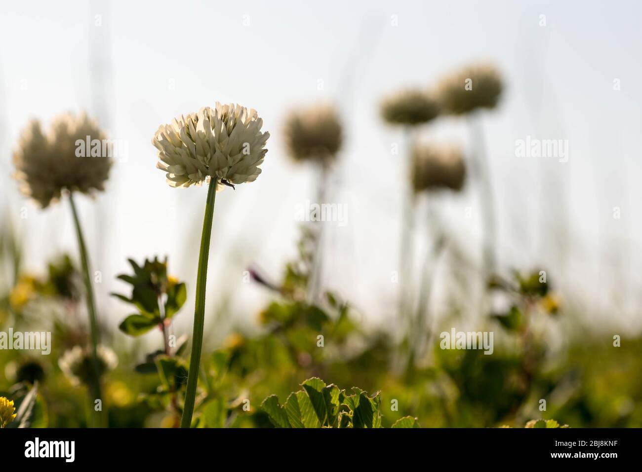 White Prairie Clover High Resolution Stock Photography and Images - Alamy
