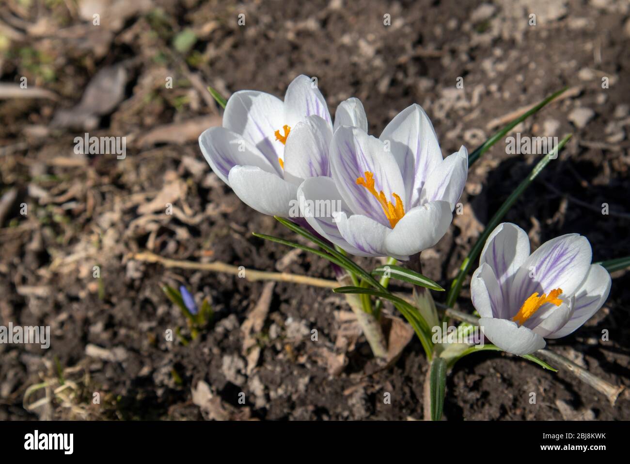 Group Of Crocus High Resolution Stock Photography and Images - Alamy