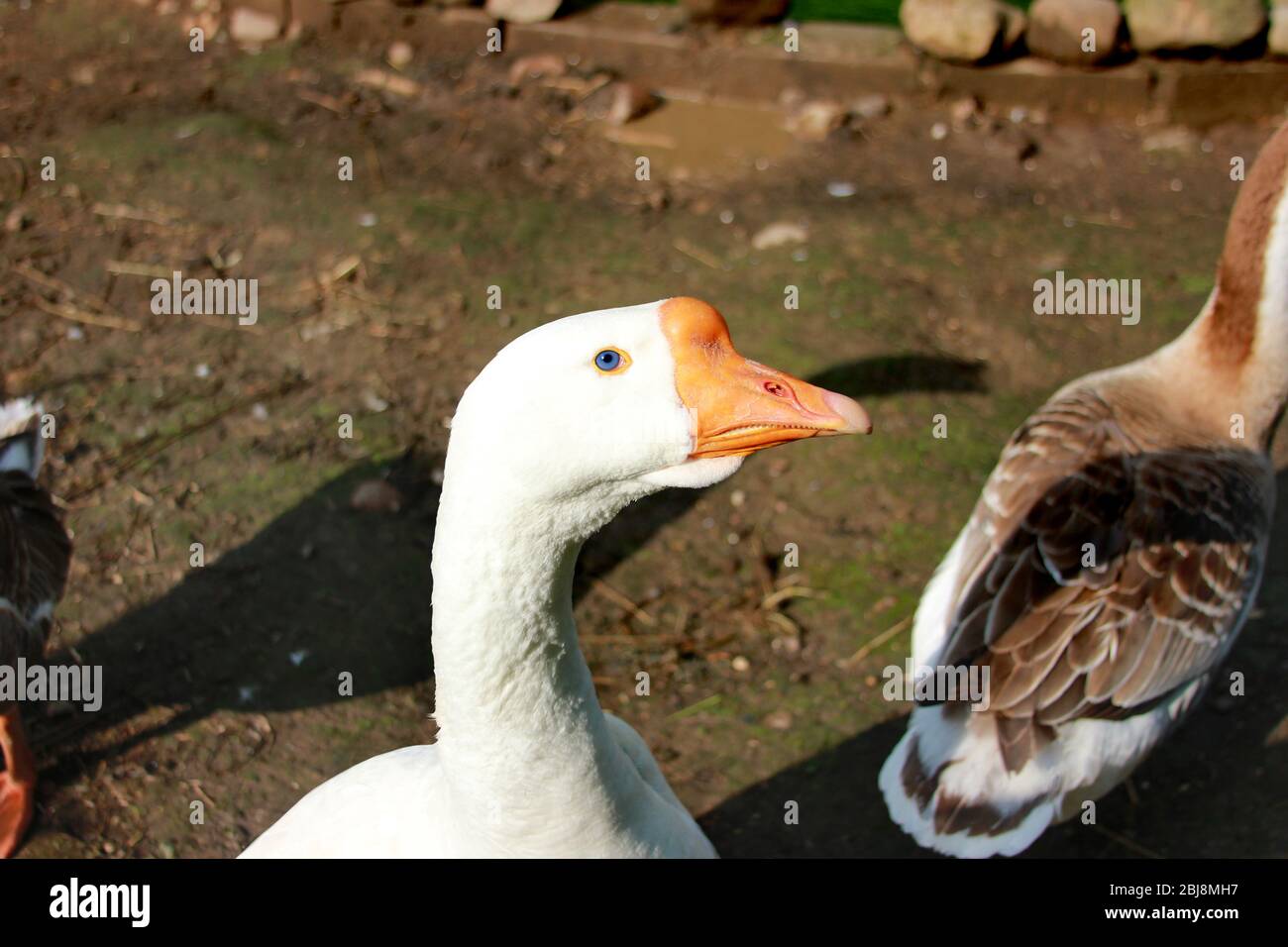 Bird nose hi-res stock photography and images - Alamy
