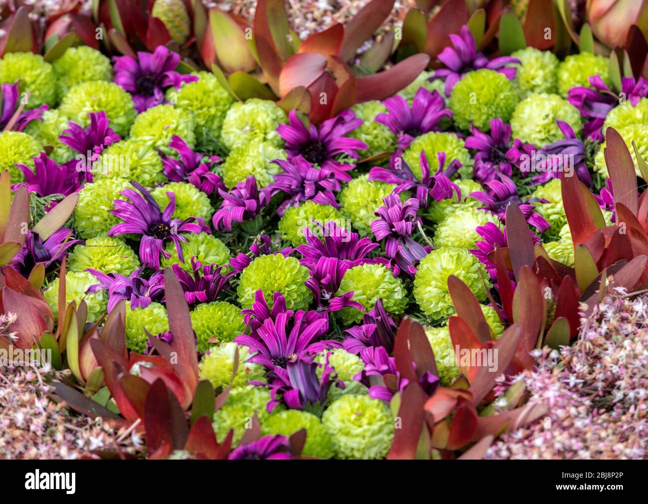 Beauty floristic decoration with colorful tropical flowers Stock Photo ...