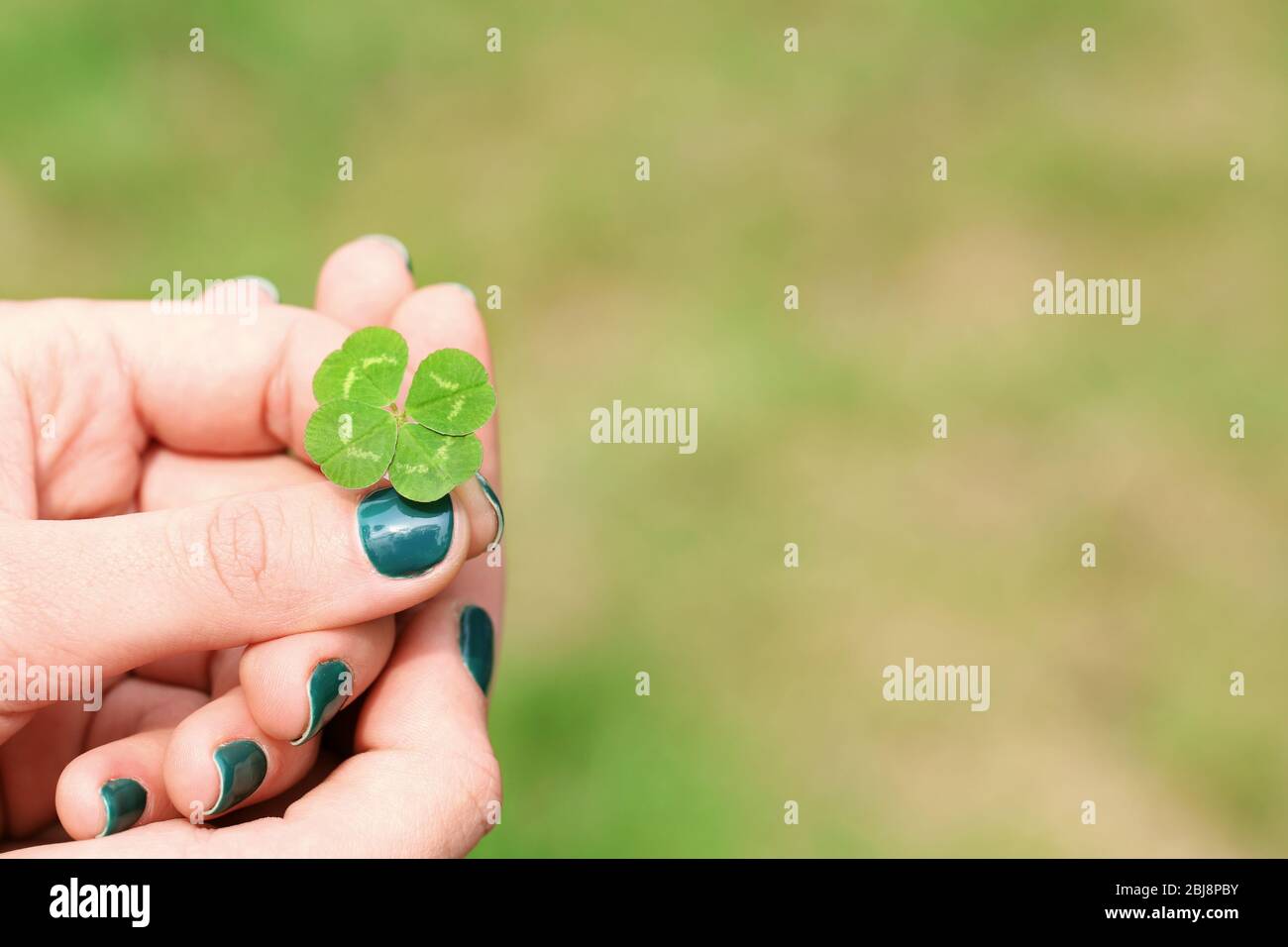 Four leaf clover in female hands closeup Stock Photo - Alamy