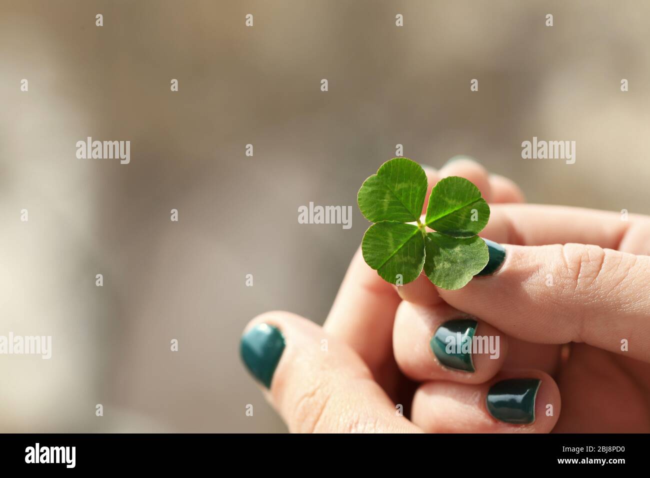 Four leaf clover in female hands closeup Stock Photo - Alamy