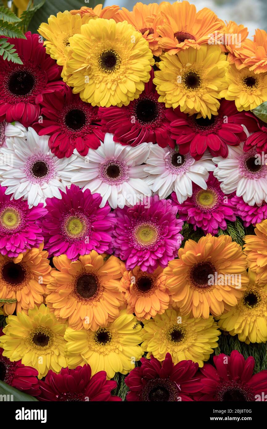 Beauty floristic decoration with colorful gerbera flowers Stock Photo ...