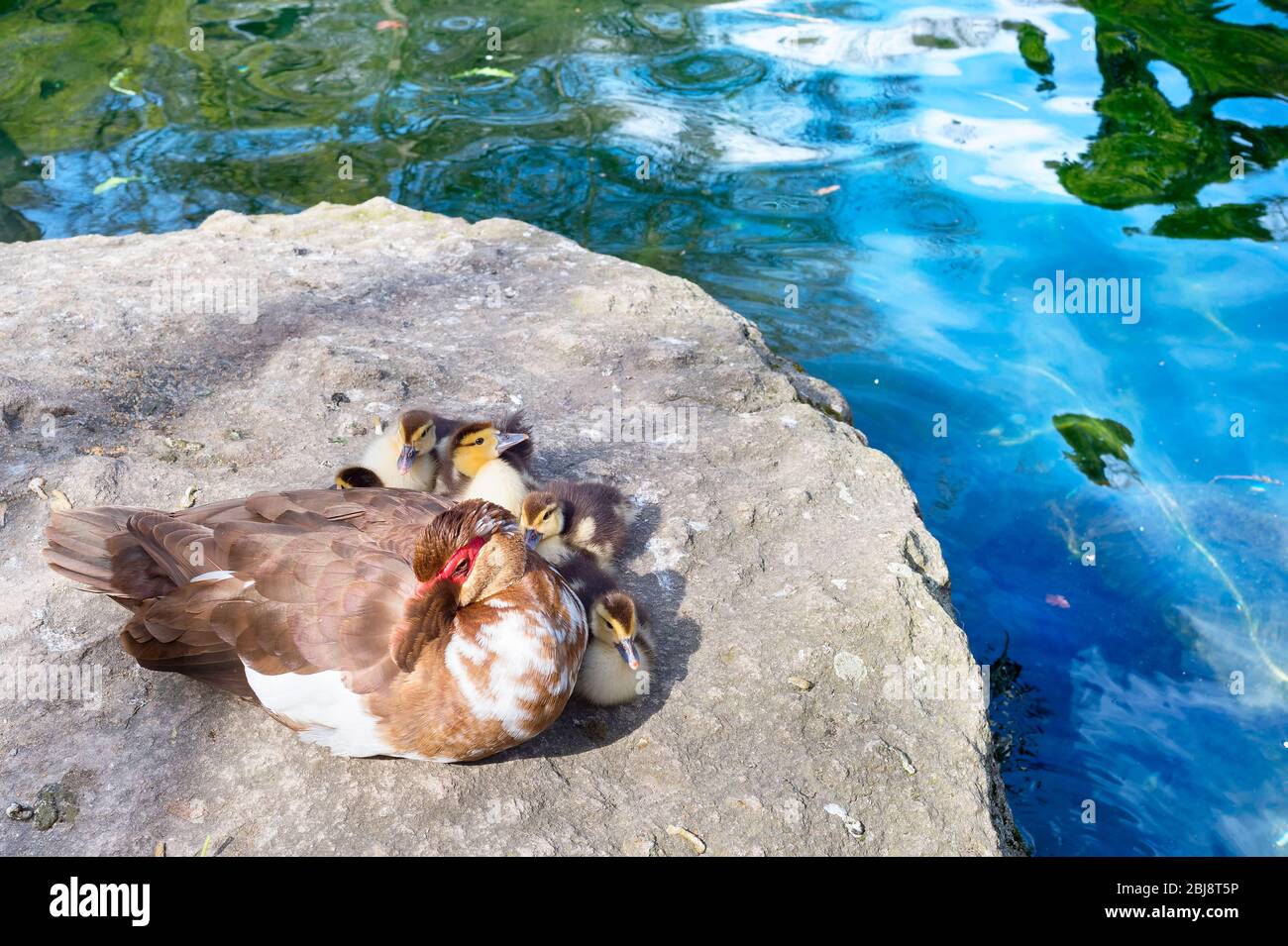Ducks family near the pond. Crimea peninsula, Ukraine Stock Photo - Alamy