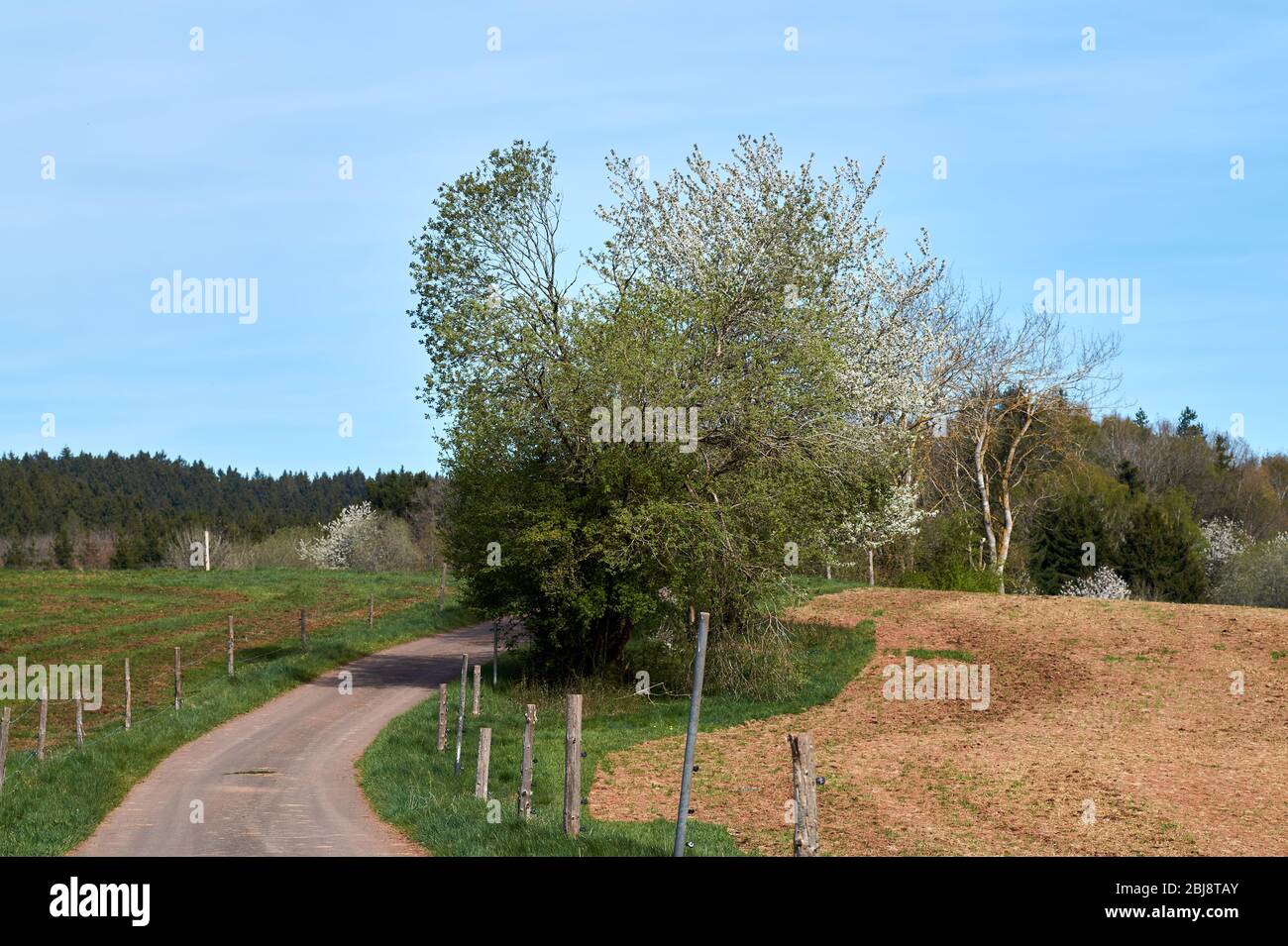 Spring hike on a forest path in the green Eifel, Germany Stock Photo ...