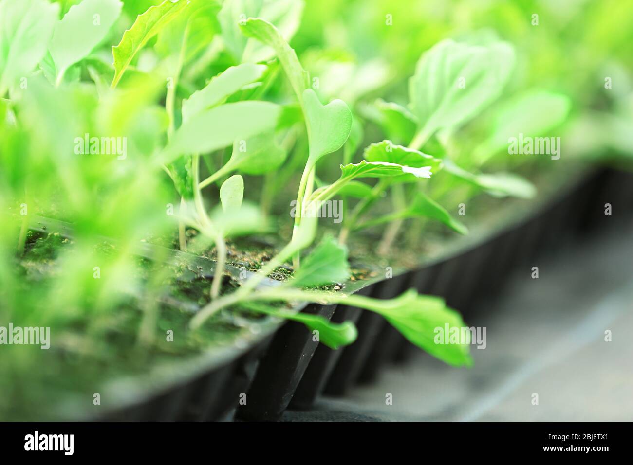 Young cabbage seedlings growing Stock Photo - Alamy