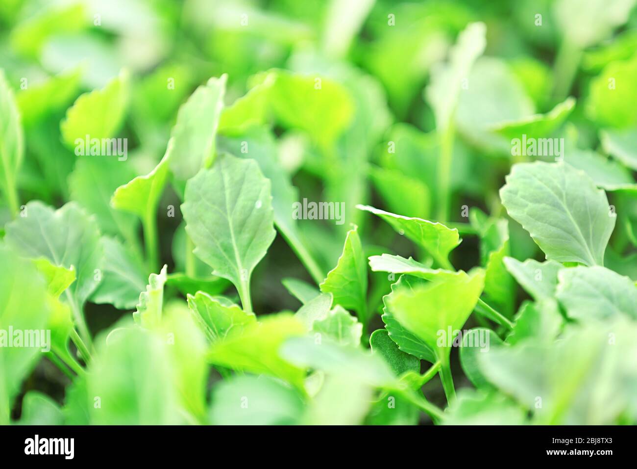 Young cabbage seedlings hi-res stock photography and images - Alamy