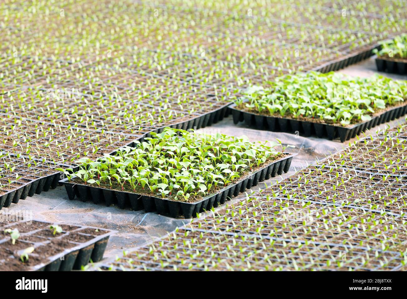 Black trays with soil for seedlings close up Stock Photo - Alamy