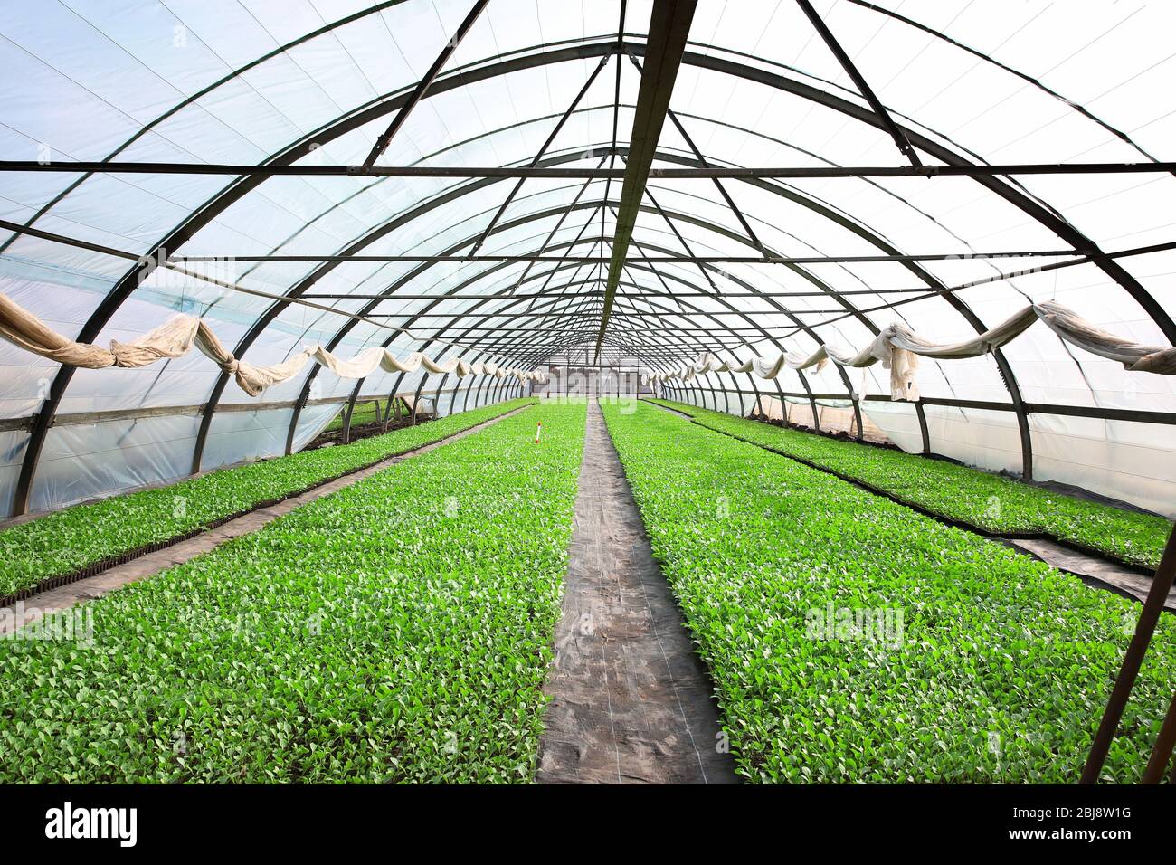 Young cabbage seedlings in greenhouse hi-res stock photography and ...