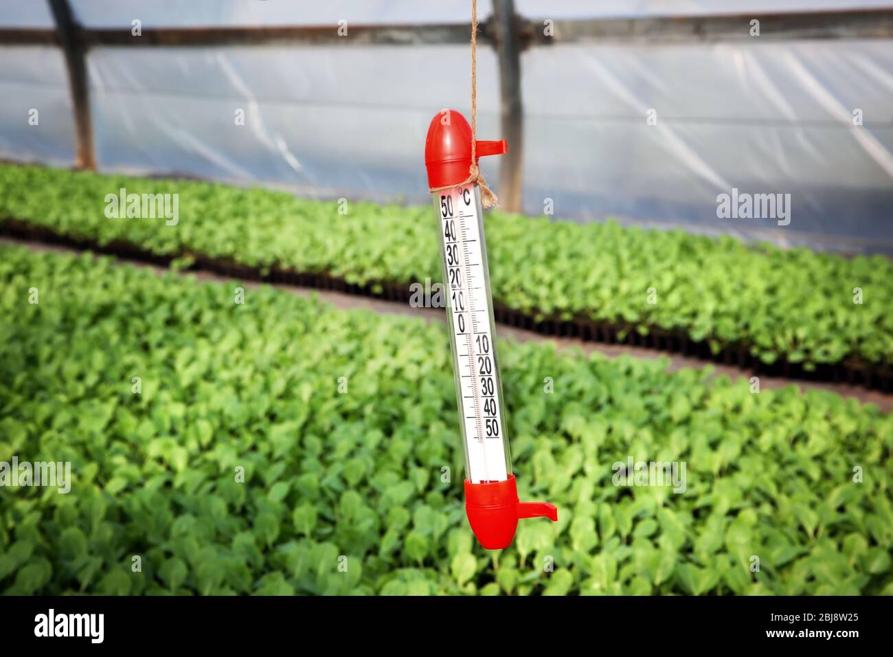 Measurement of temperature in the greenhouse Stock Photo - Alamy
