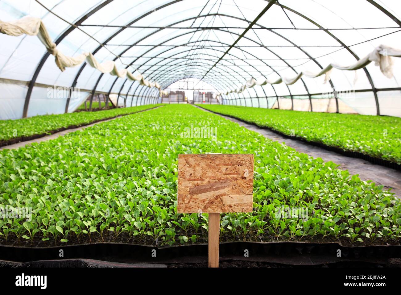 Young cabbage seedlings growing Stock Photo - Alamy