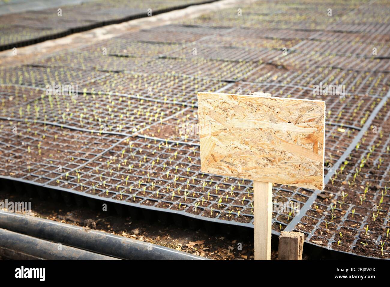 Black trays with soil for seedlings close up Stock Photo - Alamy