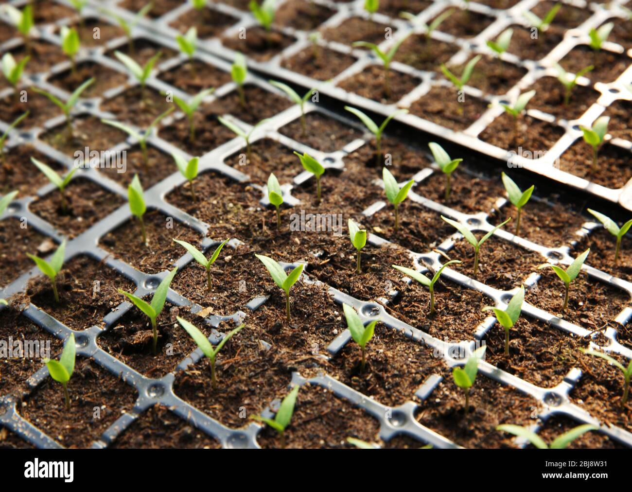Black trays soil seedlings hi-res stock photography and images - Alamy