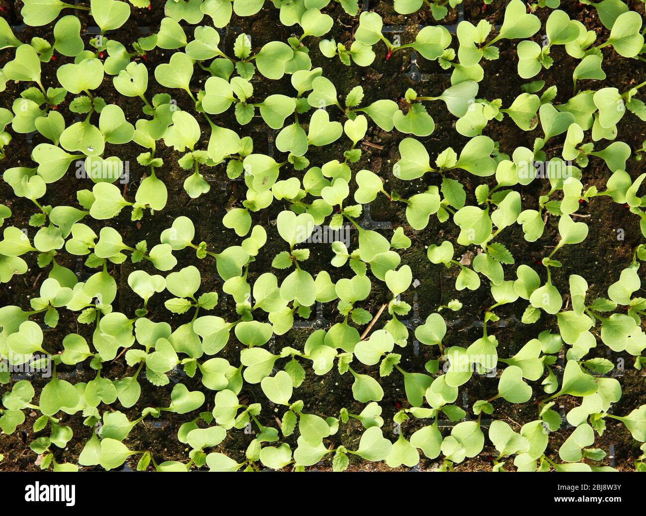 Young cabbage seedlings growing Stock Photo - Alamy