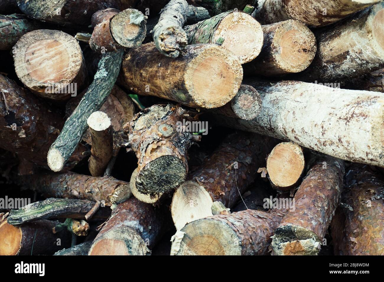 Chopped wood, woodpile, firewood in forest Stock Photo - Alamy