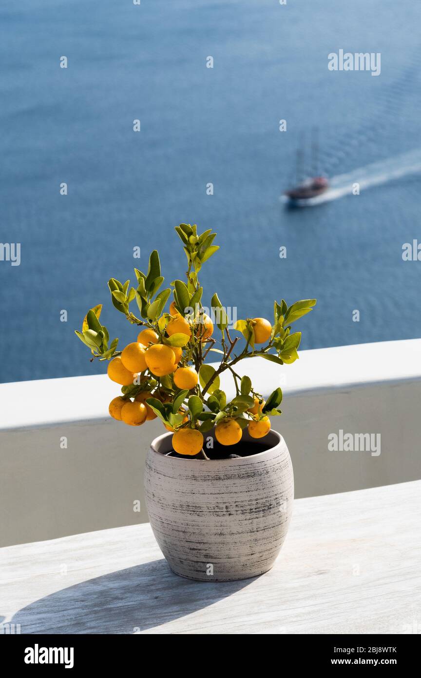 An orange tree with a spectacular view in Oia, Santorini, Greece Stock ...