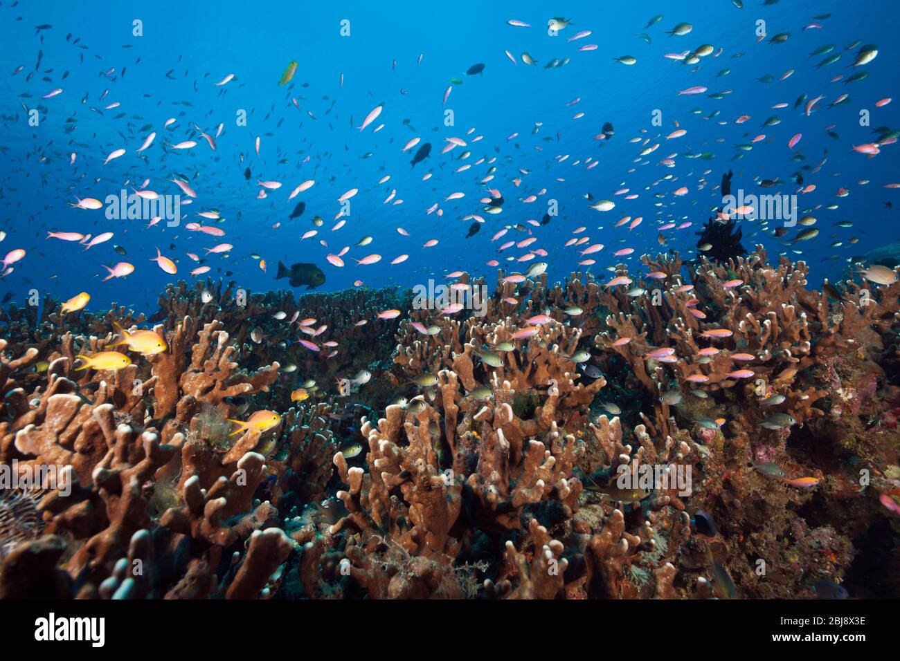 Anthias over Coral Reef, Anthias sp., New Ireland, Papua New Guinea ...