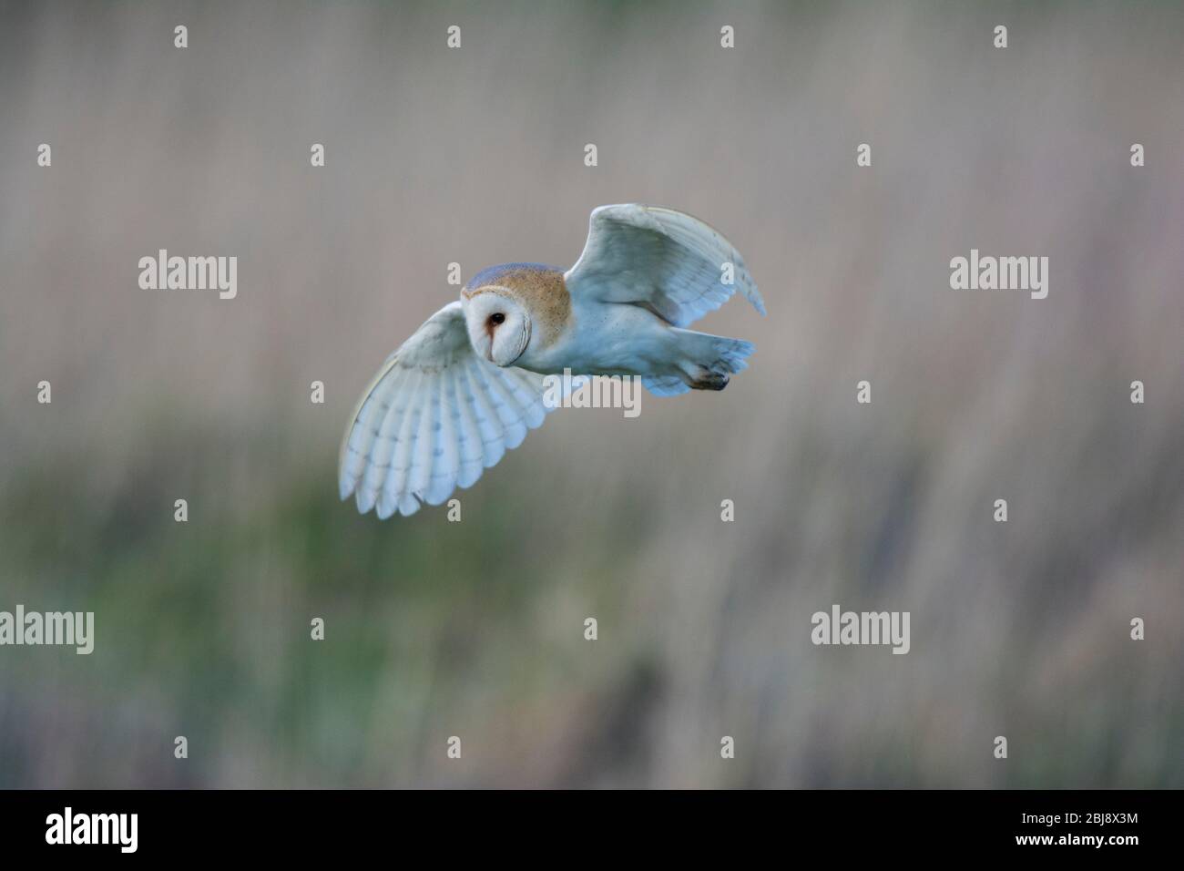 Barn Owl - Tyto Alba, hunting over rough pasture Stock Photo - Alamy