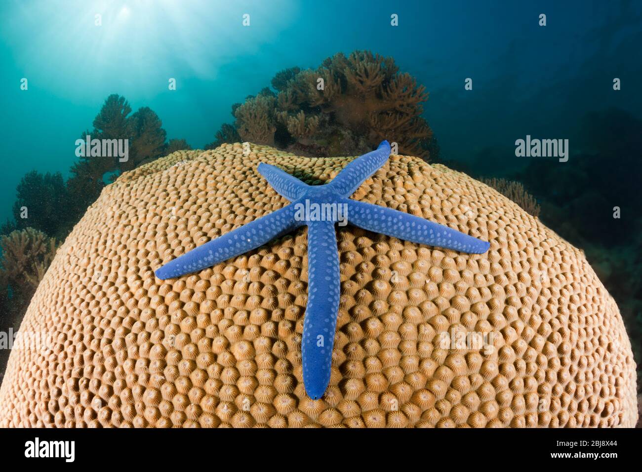 Blue Starfish on Coral, Linckia laevigata, New Ireland, Papua New ...