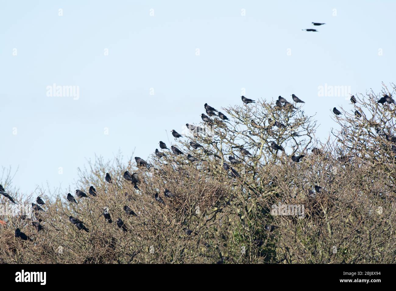 Congregation of rooks hi-res stock photography and images - Alamy