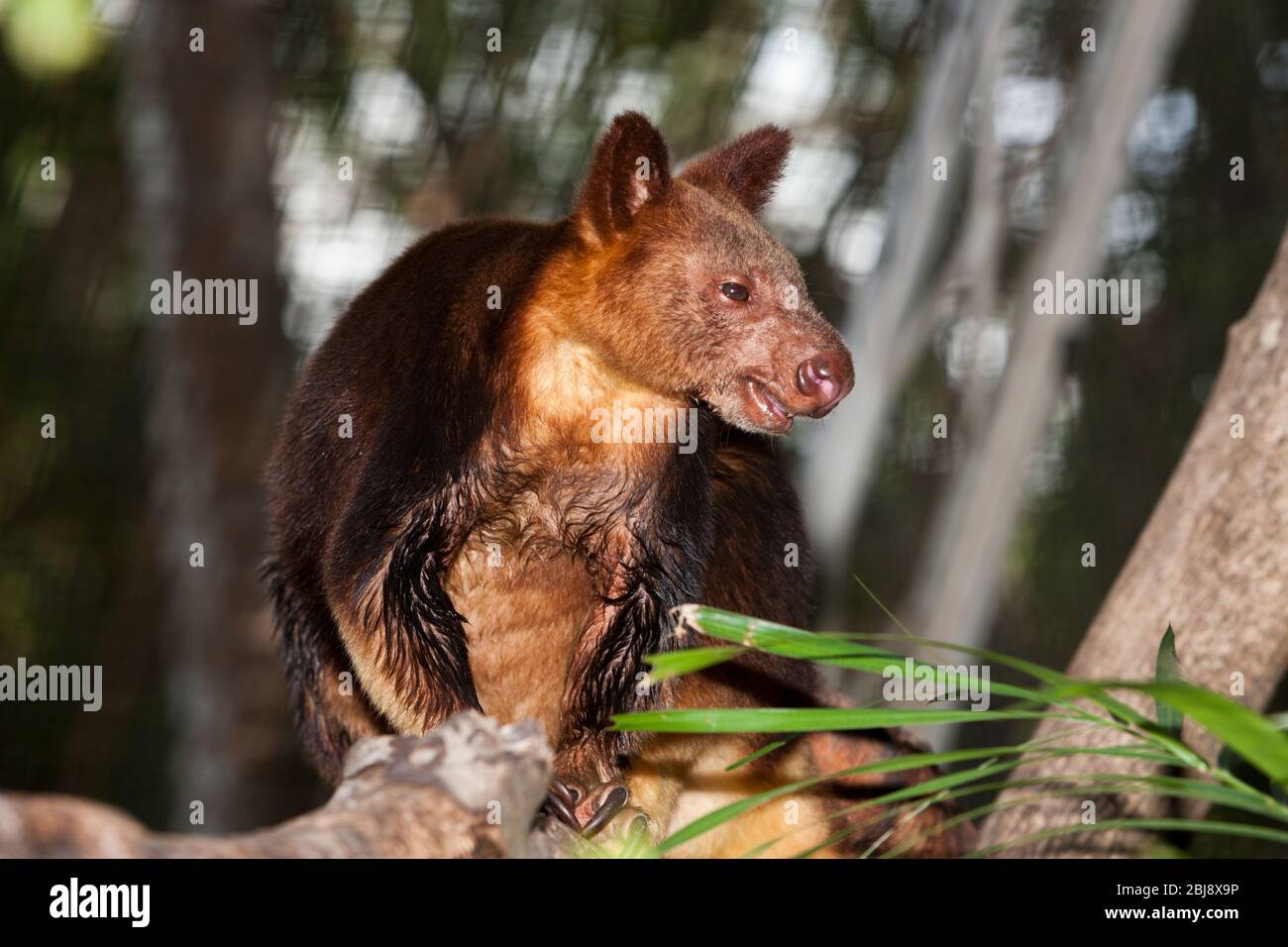 Goodfellows Tree-Kangaroo, Dendrolagus goodfellowii, Papua New Guinea ...