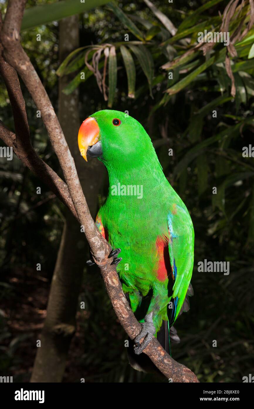 Eclectus Parrot, Eclectus roratus, Papua New Guinea Stock Photo - Alamy