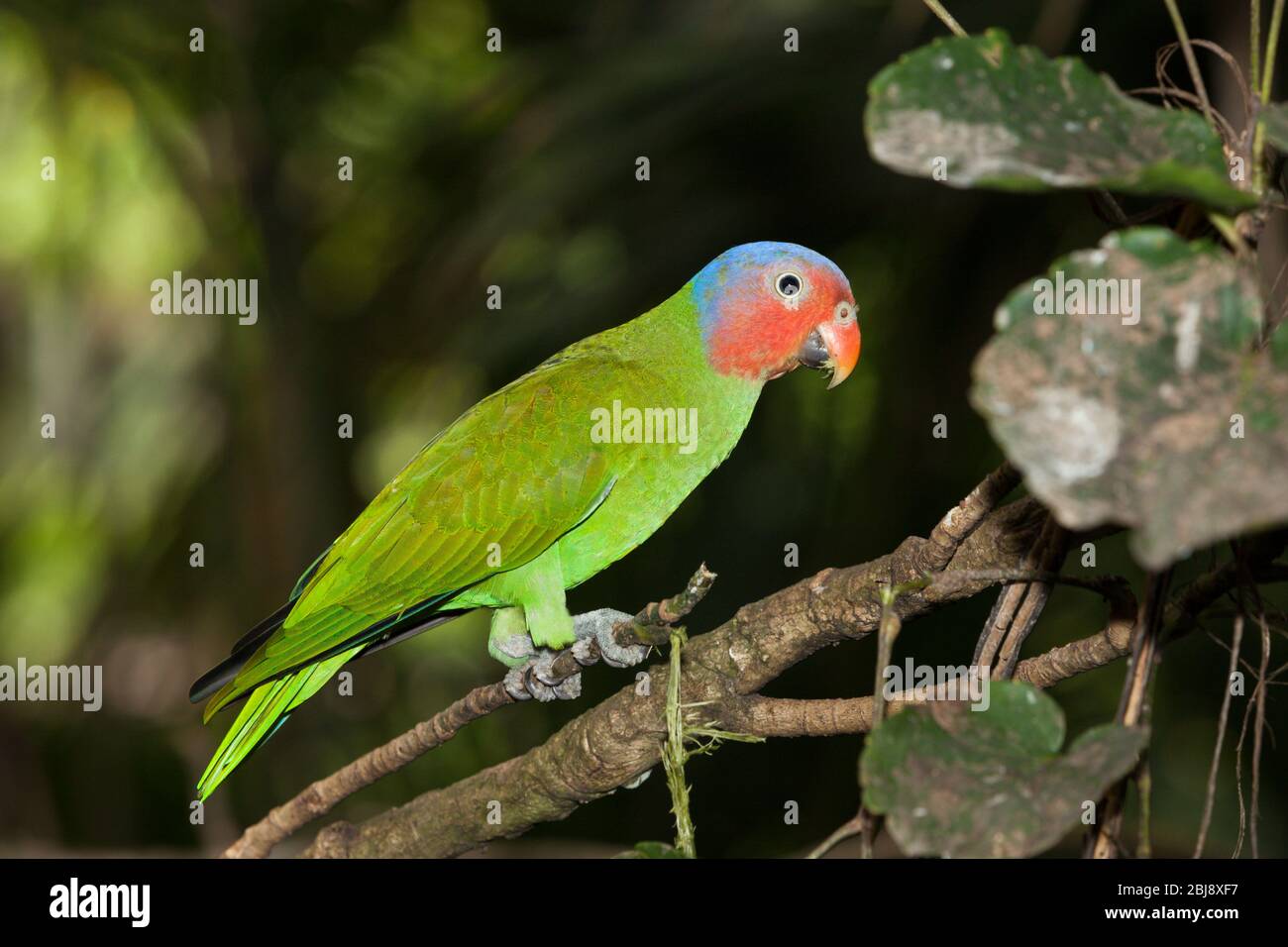Red-cheeked Parrot, Geoffroyus geoffroyi, Papua New Guinea Stock Photo ...