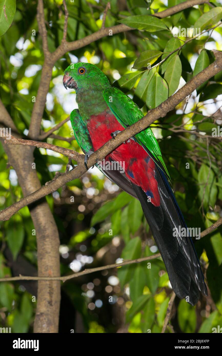 Papuan king parrot hi-res stock photography and images - Alamy