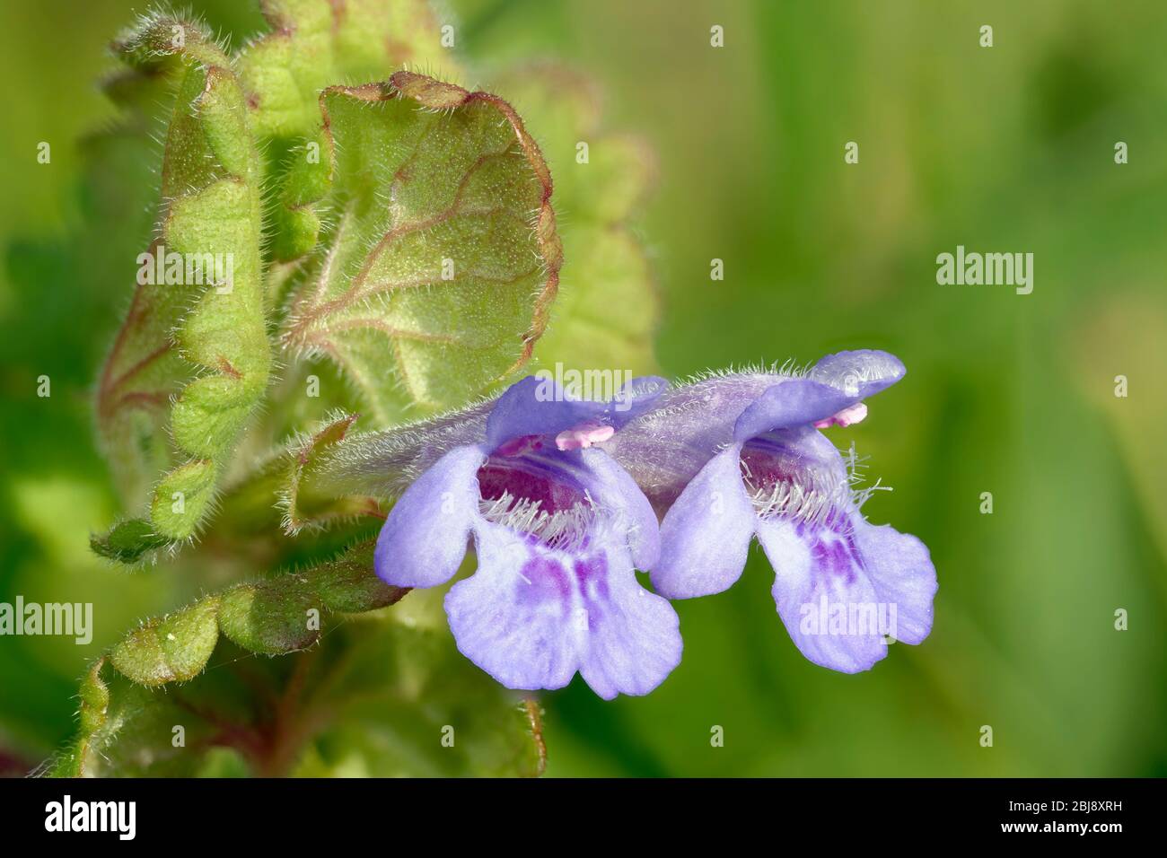 Common Bugle - Ajuga reptans Closeup of two flowers Stock Photo - Alamy