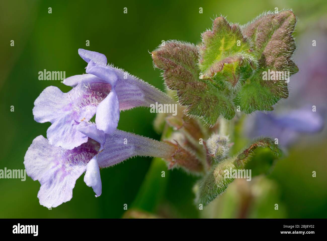 Common Bugle - Ajuga reptans Closeup of two flowers Stock Photo - Alamy